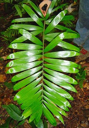 Bactris gracilior - Palmpedia - Palm Grower's Guide