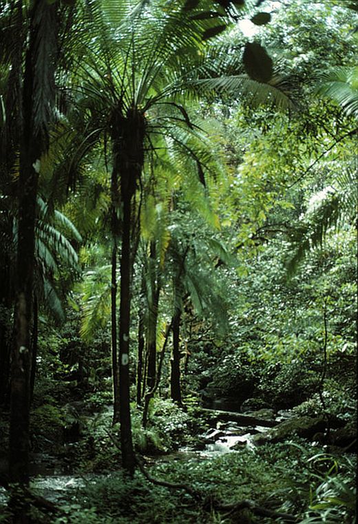 Vonitra crinita - Palmpedia - Palm Grower's Guide