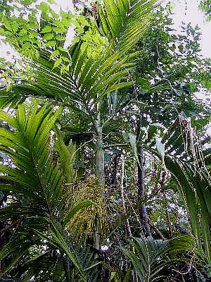 Areca triandra - Palmpedia - Palm Grower's Guide