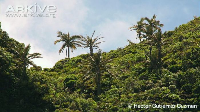 Juania australis - Palmpedia - Palm Grower's Guide