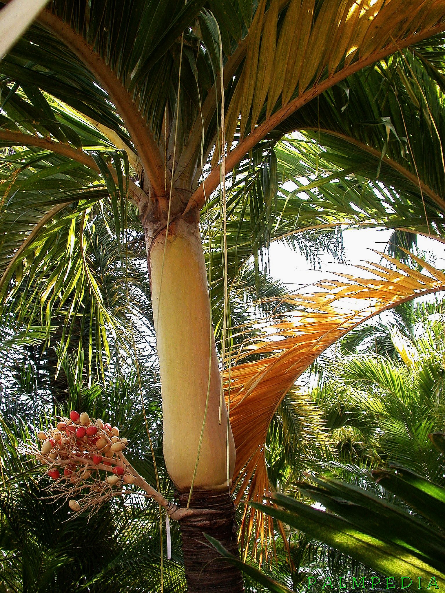 File:ADONIDIA GOLD CROWN-SEED NN.jpg - Palmpedia - Palm Grower's Guide