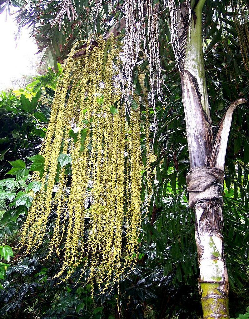File:Carure0002z.jpg - Palmpedia - Palm Grower's Guide