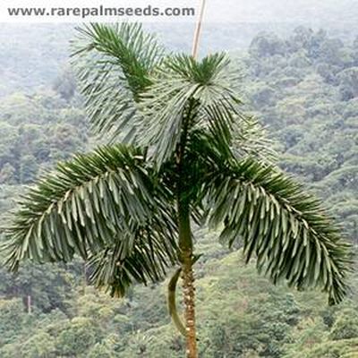 Iriartea deltoidea - Palmpedia - Palm Grower's Guide
