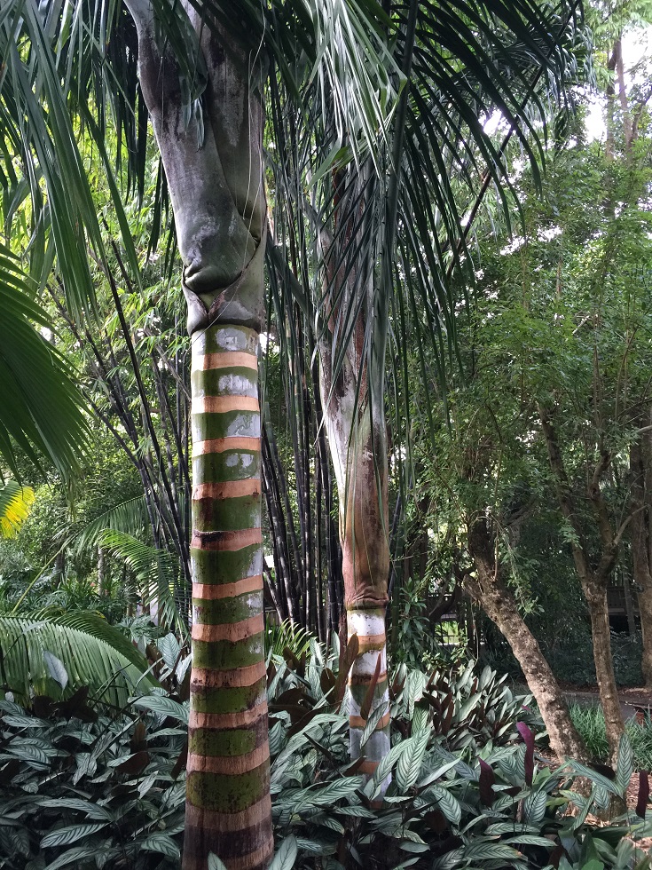 Chrysalidocarpus robustus - Palmpedia - Palm Grower's Guide
