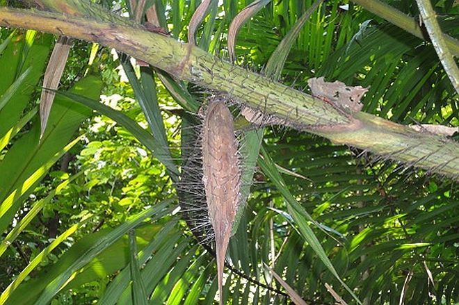 Daemonorops grandis - Palmpedia - Palm Grower's Guide