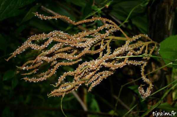 Geonoma interrupta - Palmpedia - Palm Grower's Guide