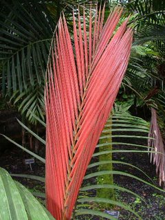 Kentiopsis magnifica - Palmpedia - Palm Grower's Guide