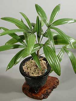 Rhapis subtilis - Palmpedia - Palm Grower's Guide