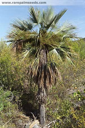 Brahea Berlianderli - Palmpedia - Palm Grower's Guide