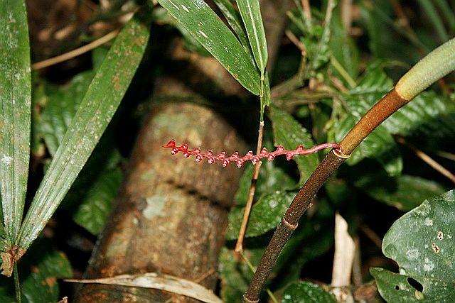 Pinanga subintegra - Palmpedia - Palm Grower's Guide