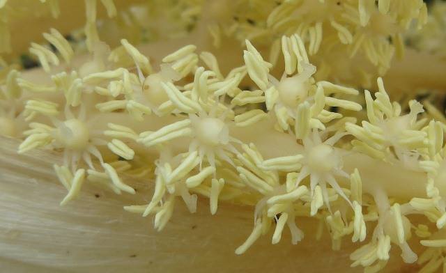 Coccothrinax crinita - Palmpedia - Palm Grower's Guide