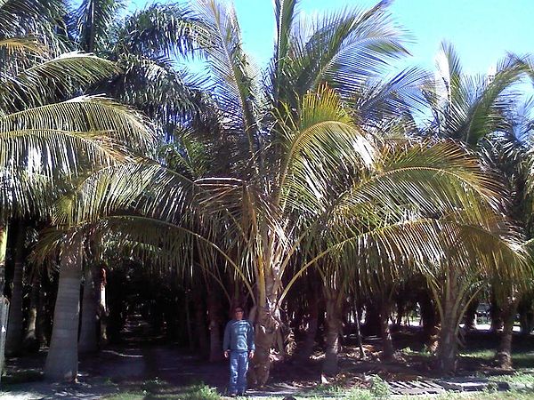 Cocos nucifera 'Maypan' - Palmpedia - Palm Grower's Guide