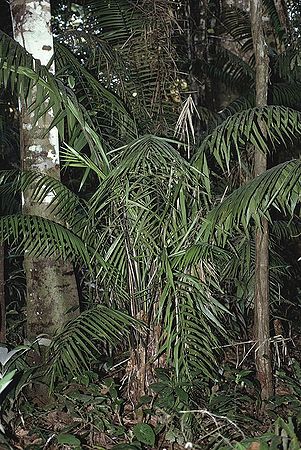 Phytelephas macrocarpa - Palmpedia - Palm Grower's Guide