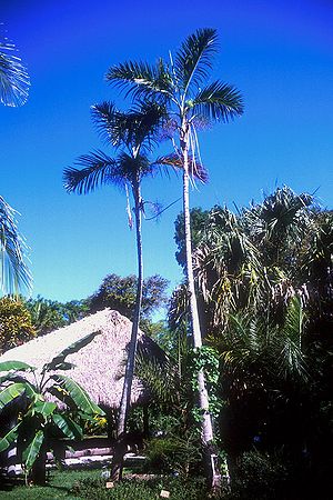 Gaussia attenuata - Palmpedia - Palm Grower's Guide