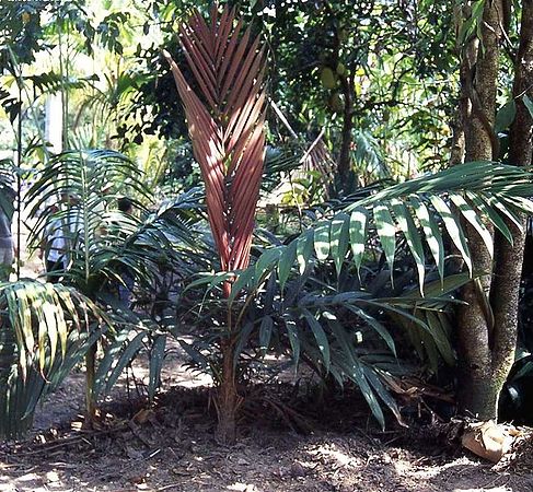 Calyptrocalyx albertisianus - Palmpedia - Palm Grower's Guide