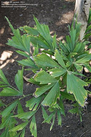 Caryota maxima - Palmpedia - Palm Grower's Guide