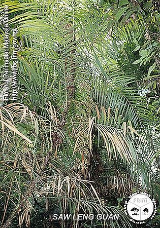 Daemonorops verticillaris - Palmpedia - Palm Grower's Guide
