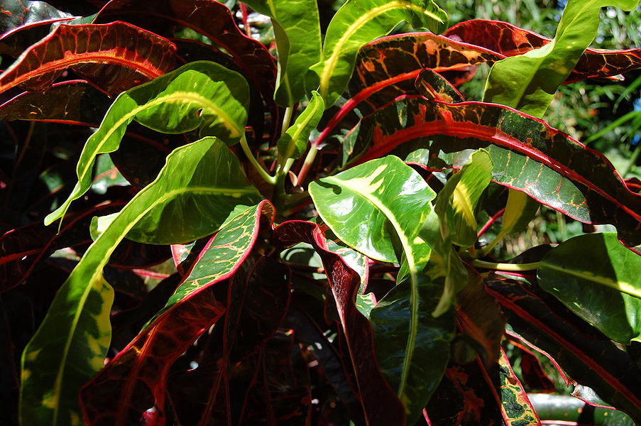 FLORIDA SUNSET - Palmpedia - Palm Grower's Guide