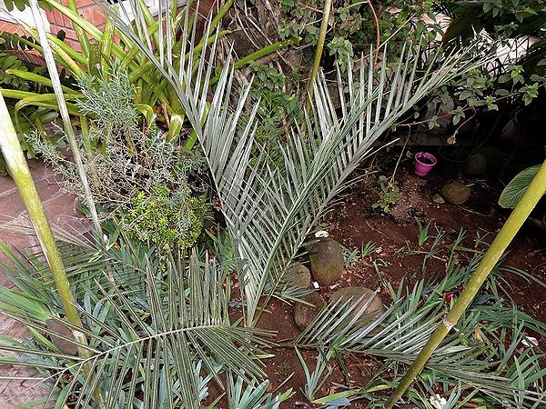 Syagrus campylospatha - Palmpedia - Palm Grower's Guide