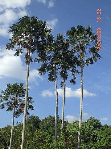 Pholidocarpus sumatranus - Palmpedia - Palm Grower's Guide
