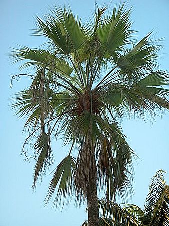 Brahea brandegeei - Palmpedia - Palm Grower's Guide