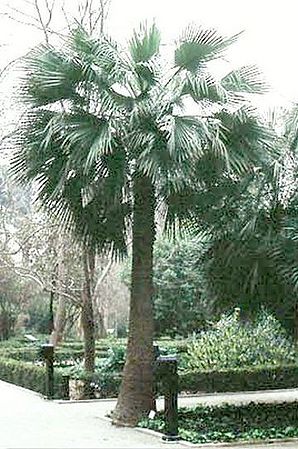 Brahea edulis - Palmpedia - Palm Grower's Guide