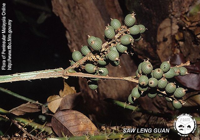 Daemonorops longipes - Palmpedia - Palm Grower's Guide