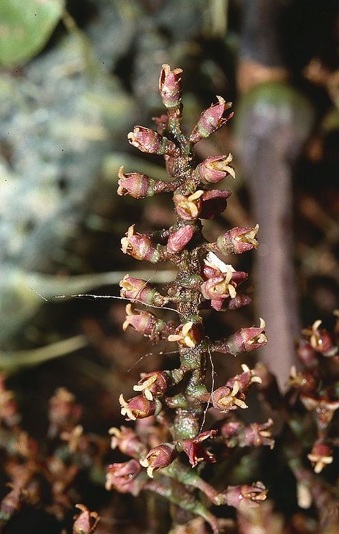 Daemonorops sparsiflora - Palmpedia - Palm Grower's Guide