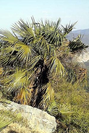 Brahea dulcis - Palmpedia - Palm Grower's Guide