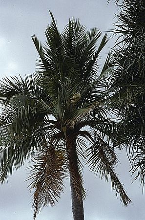 Ravenea rivularis - Palmpedia - Palm Grower's Guide