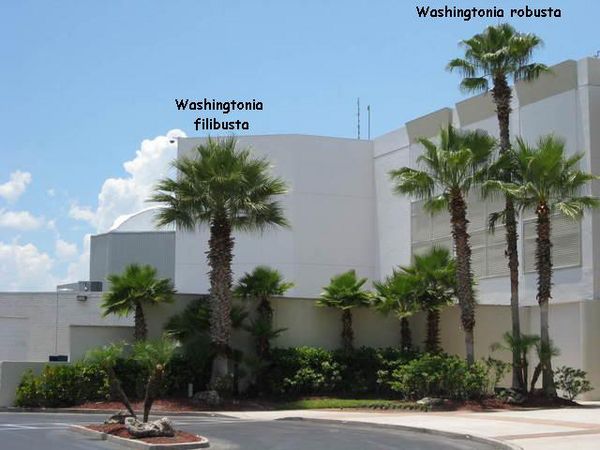 Washingtonia filibusta - Palmpedia - Palm Grower's Guide