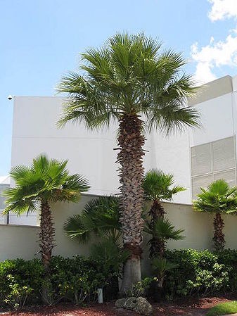 Washingtonia filibusta - Palmpedia - Palm Grower's Guide