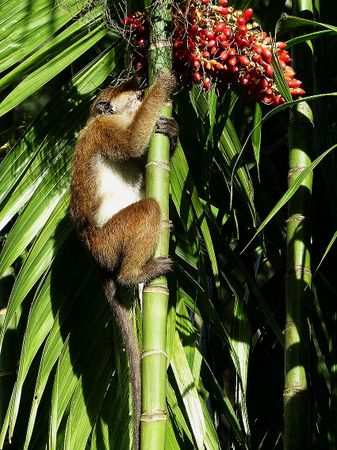 Areca concinna - Palmpedia - Palm Grower's Guide