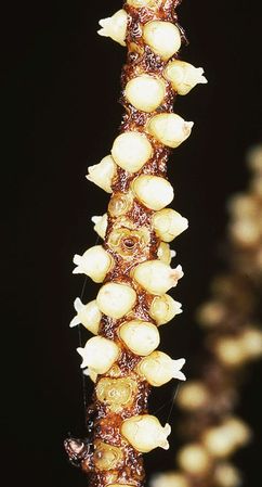 Sommieria leucophylla - Palmpedia - Palm Grower's Guide