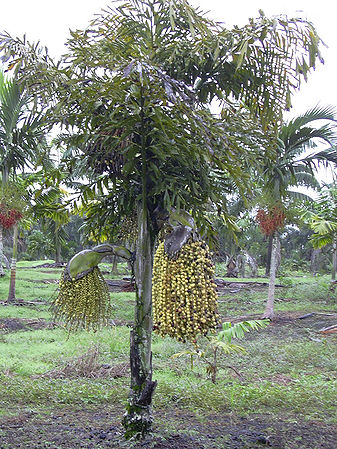 Pana Tree Fruit | Fruit Trees
