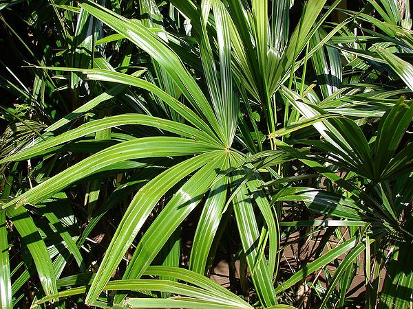 Rhapis excelsa - Palmpedia - Palm Grower's Guide