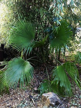 Trachycarpus martianus - Palmpedia - Palm Grower's Guide