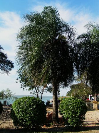 Acrocomia totai - Palmpedia - Palm Grower's Guide