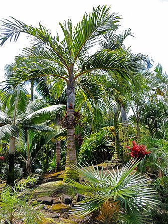 Bentinckia condapanna - Palmpedia - Palm Grower's Guide