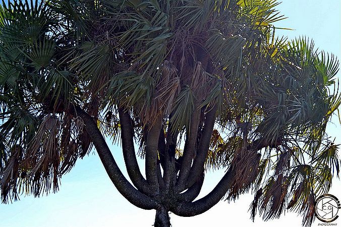 Copernicia alba - Palmpedia - Palm Grower's Guide