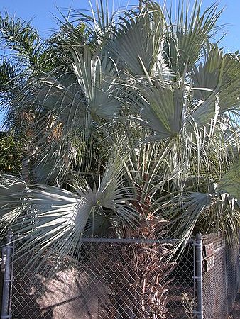 Brahea clara - Palmpedia - Palm Grower's Guide