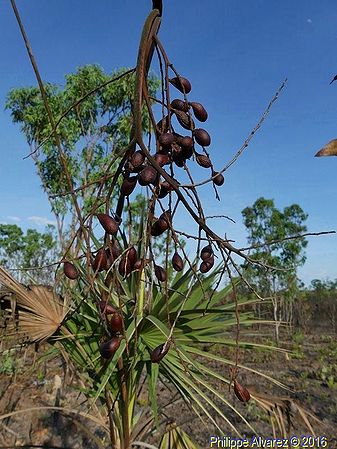 Livistona humilis - Palmpedia - Palm Grower's Guide