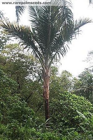 Metroxylon salomonense - Palmpedia - Palm Grower's Guide