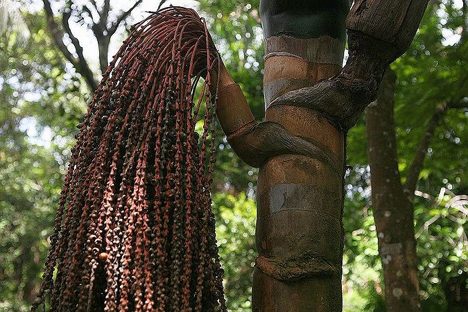 Oenocarpus bacaba - Palmpedia - Palm Grower's Guide