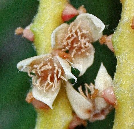 Pinanga dicksonii - Palmpedia - Palm Grower's Guide