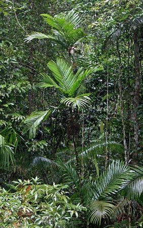 Pinanga sylvestris - Palmpedia - Palm Grower's Guide