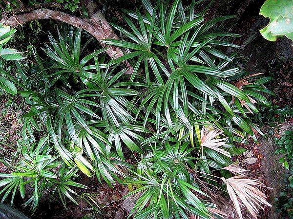Rhapis gracilis - Palmpedia - Palm Grower's Guide