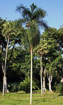 Syagrus pseudococos - Palmpedia - Palm Grower's Guide