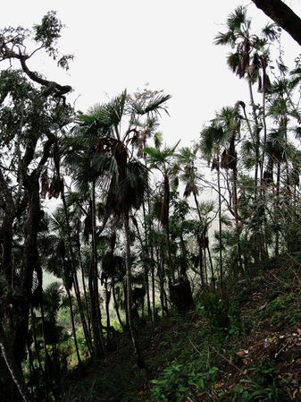 Trachycarpus martianus - Palmpedia - Palm Grower's Guide