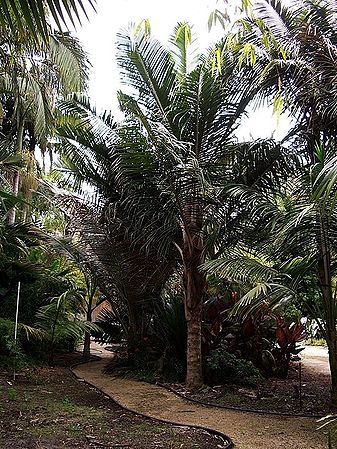 Ravenea madagascariensis var. 'monticola' - Palmpedia - Palm Grower's Guide
